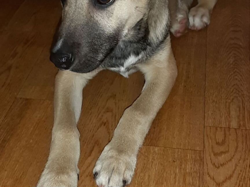 Щенок мальчик в добрые руки