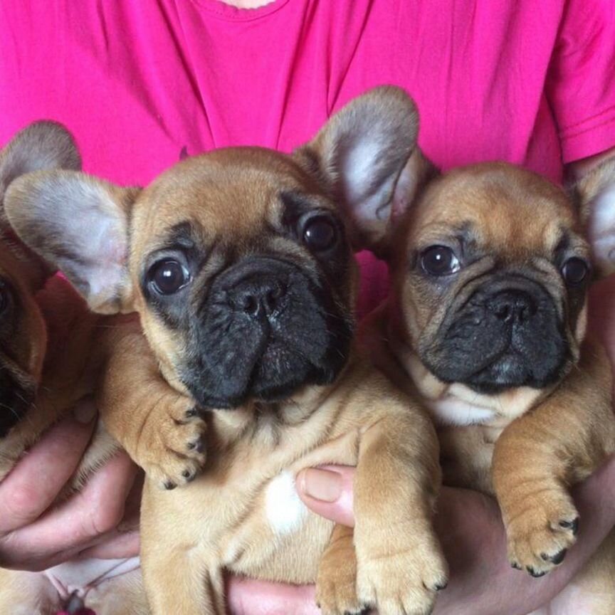 Щенки французского бульдога