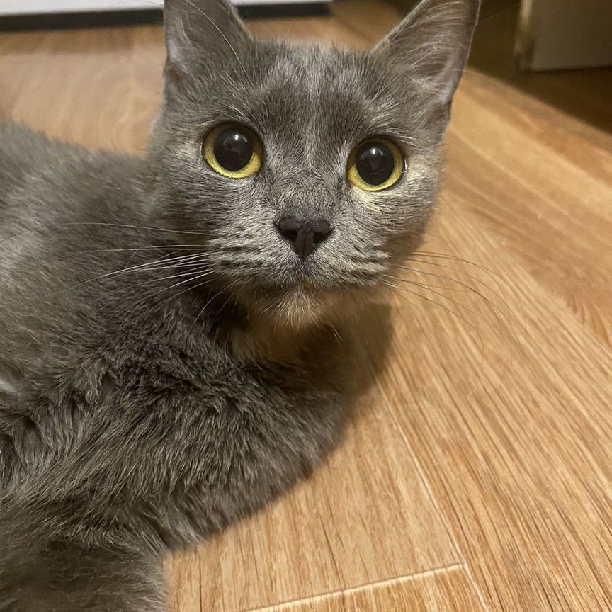 Котята в добрые руки мальчики серый