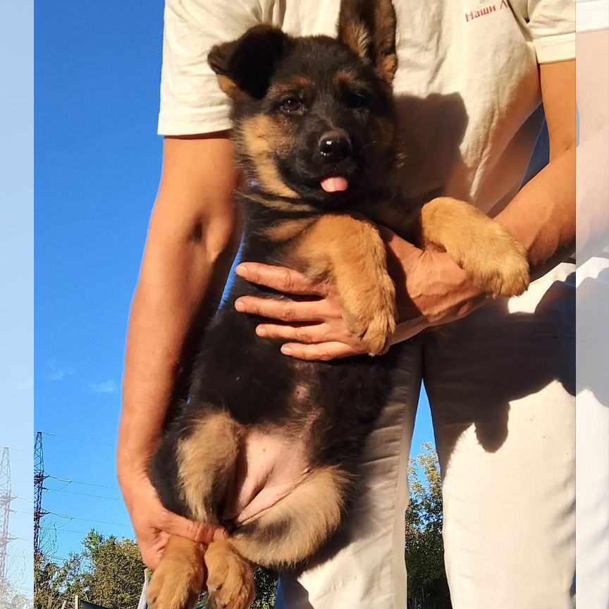 Щенки немецкой овчарки