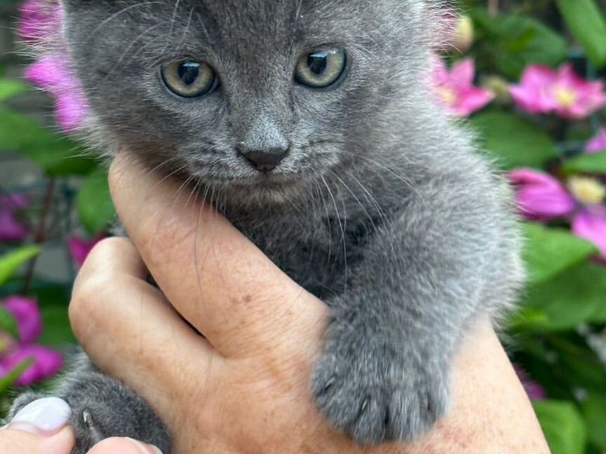 Котята. Кошка. Кот. Отдам