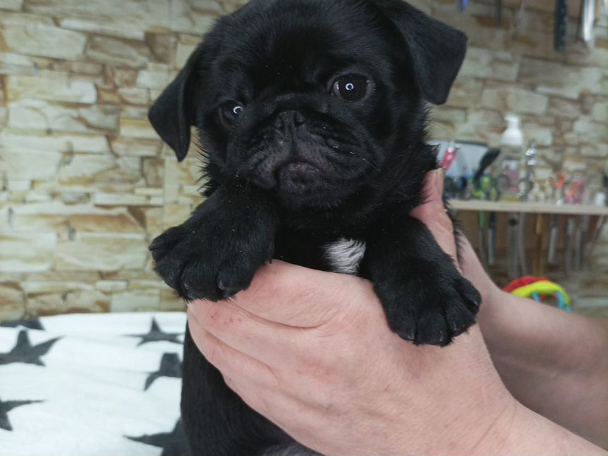 Продам щенка мопс