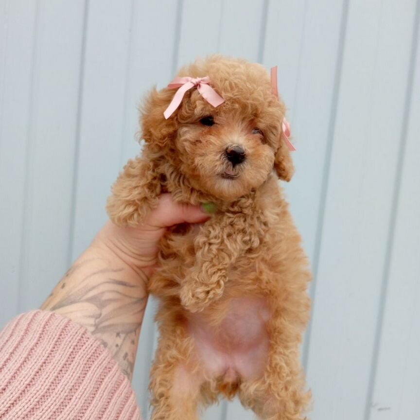 Мальтипу ф1 мини