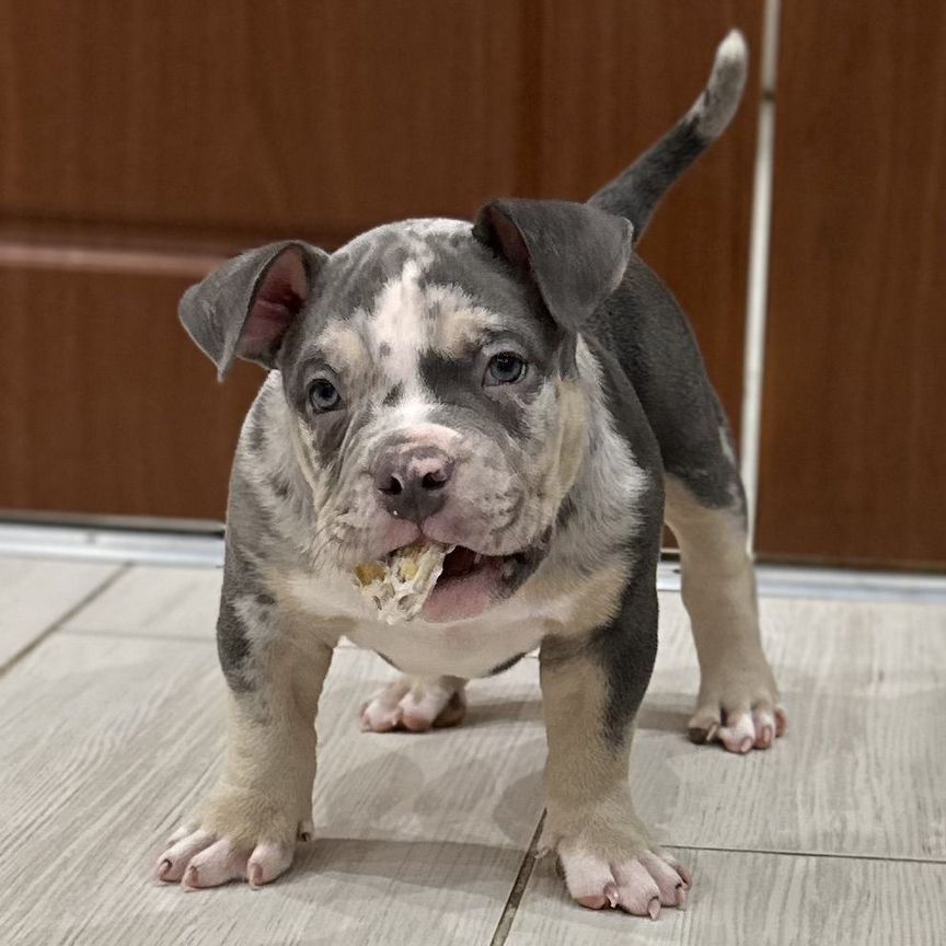 Американский булли