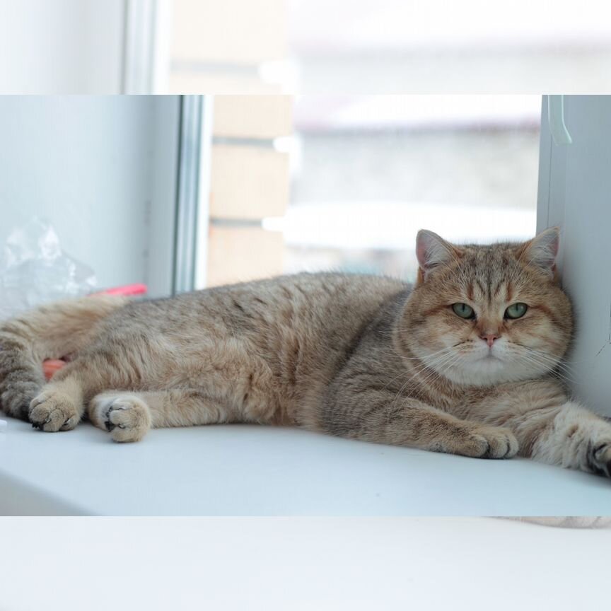 Кот шотландец вязка прямоухий