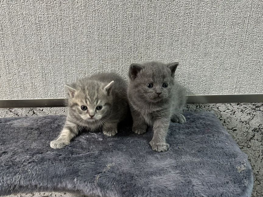 Продаюся котята шотландцы