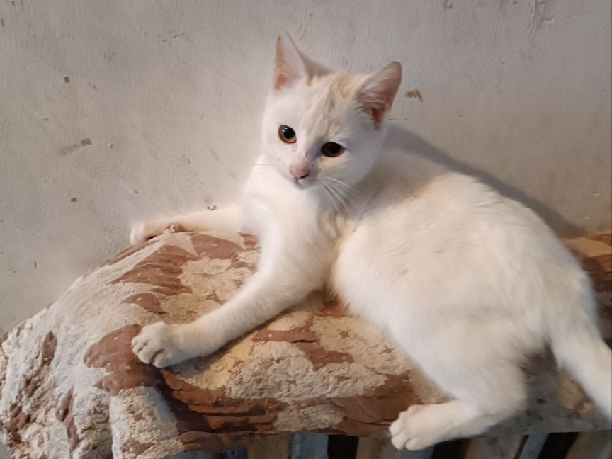 Кошечка