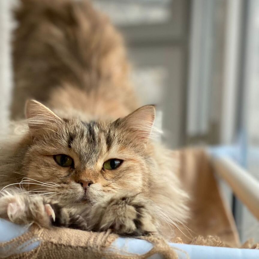 Котенок в добрые руки