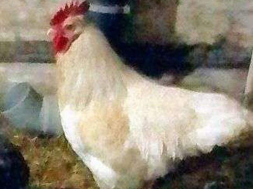 Петушки и курочки