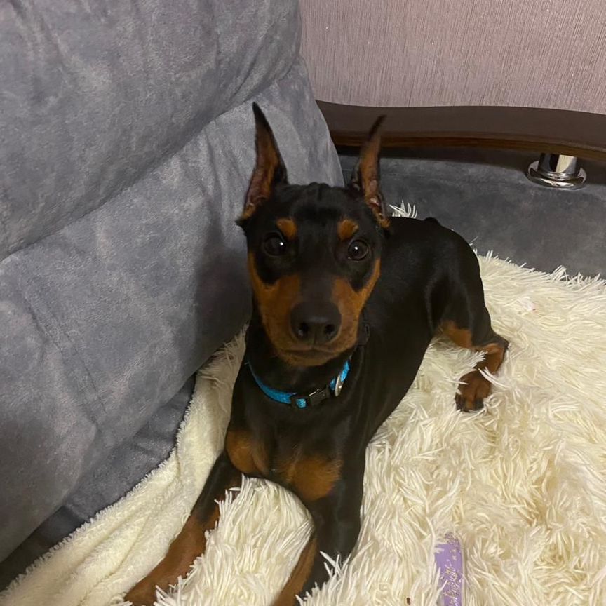 Цвергпинчер