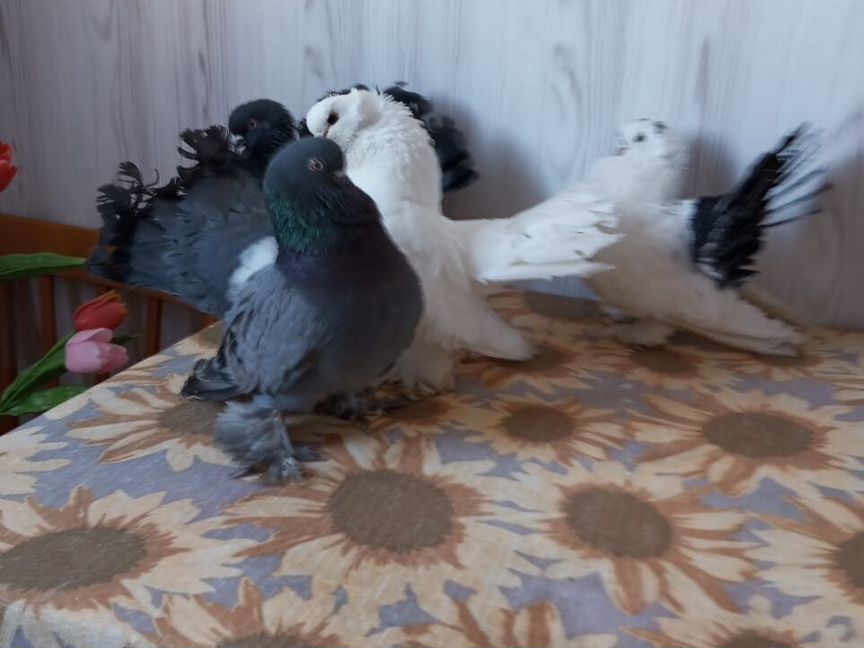 Продажа голубей