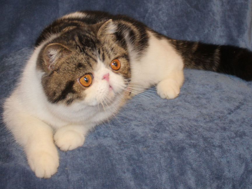 Экзотический котик