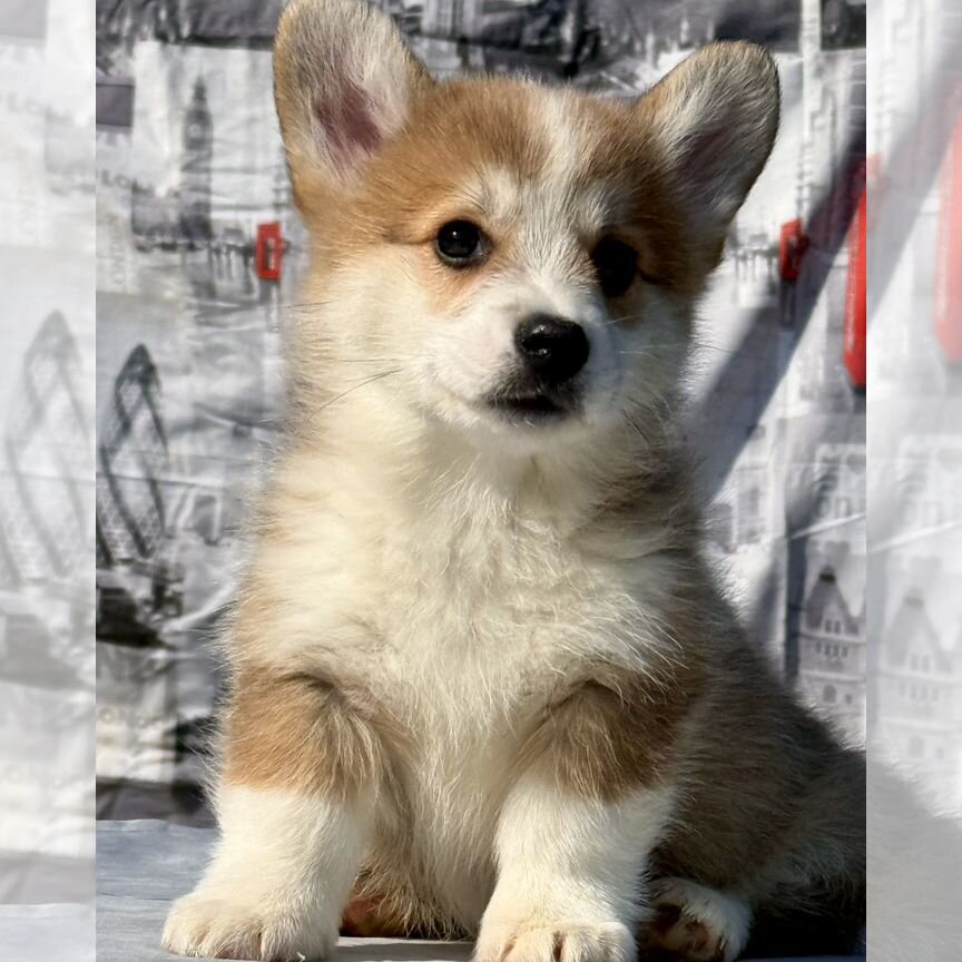 Вельш Корги Пемброк, щенок