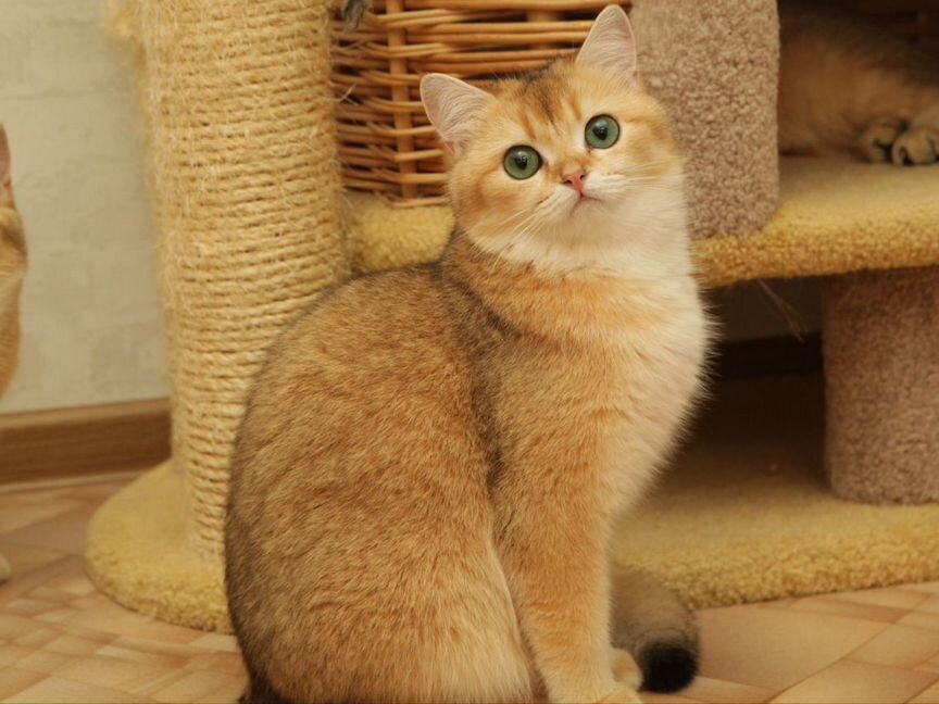 Кошка золотая шиншилла