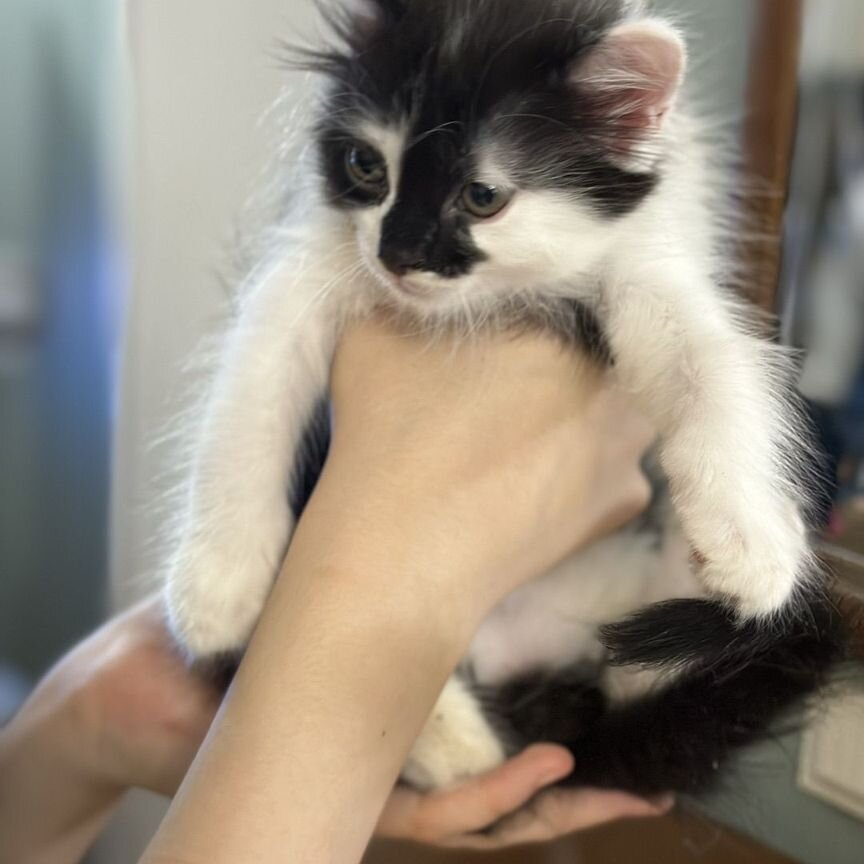 Котенок Шама