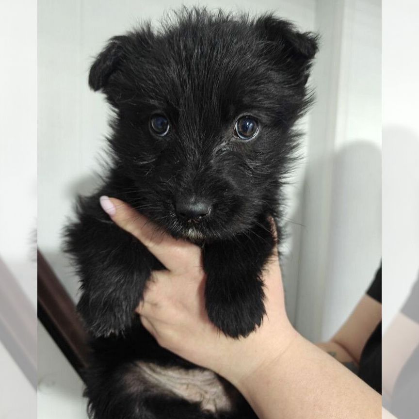 Щенок в добрые руки