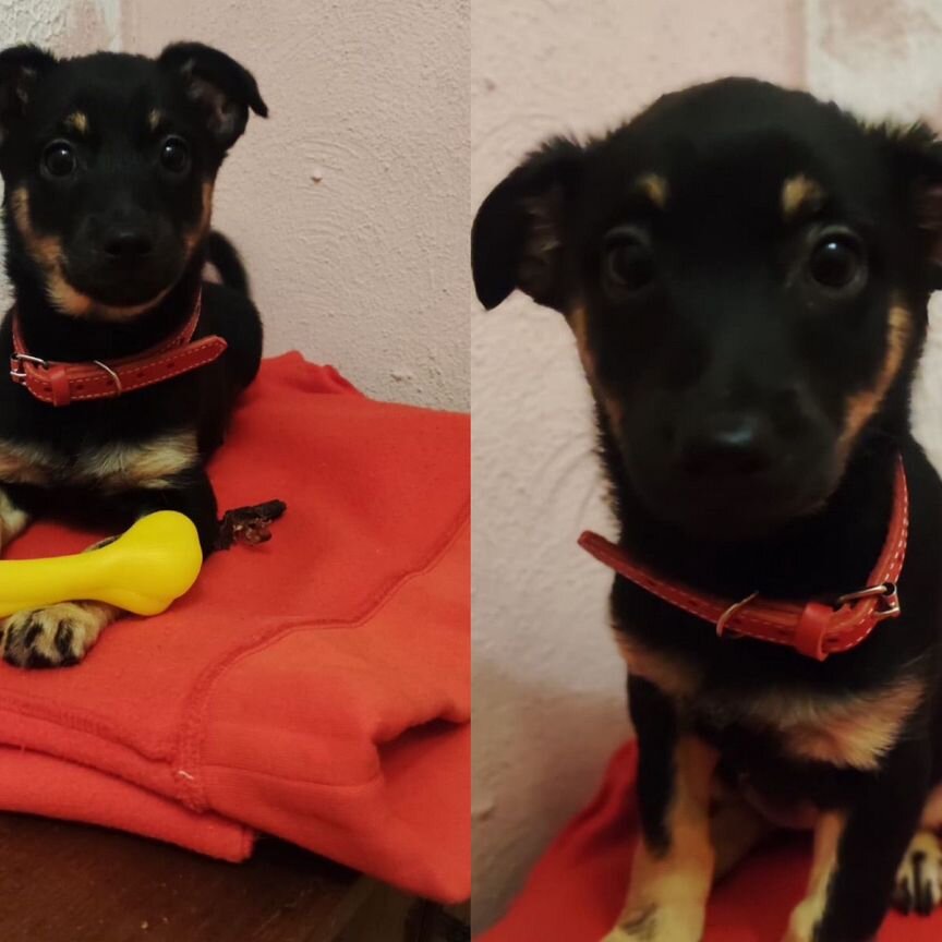 Той-терьер и дворняжка щенок в квартиру