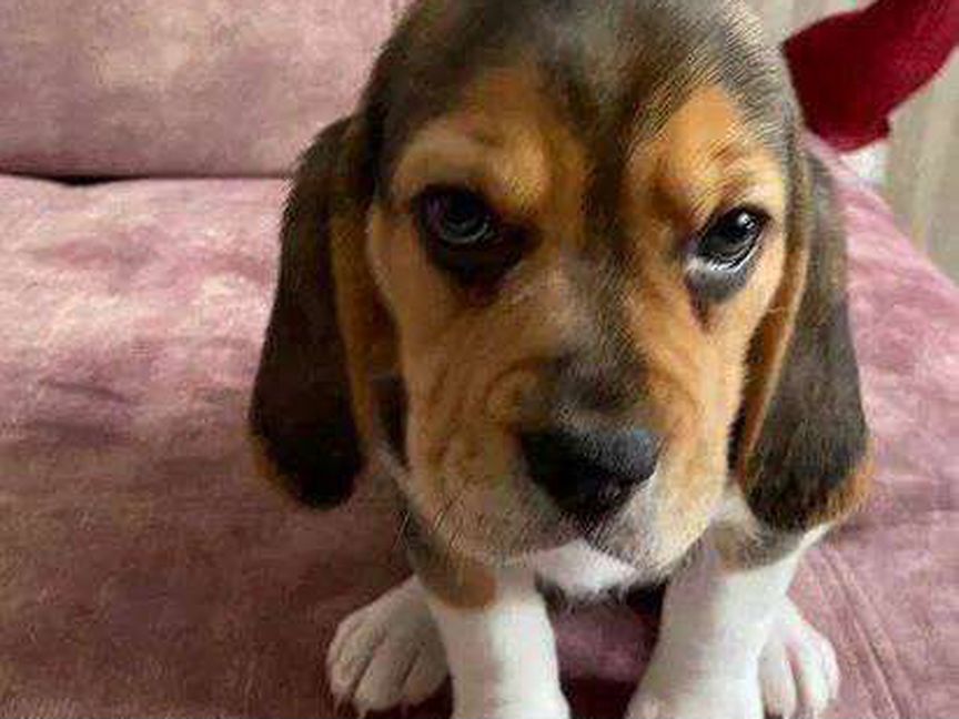 Щенки бигль