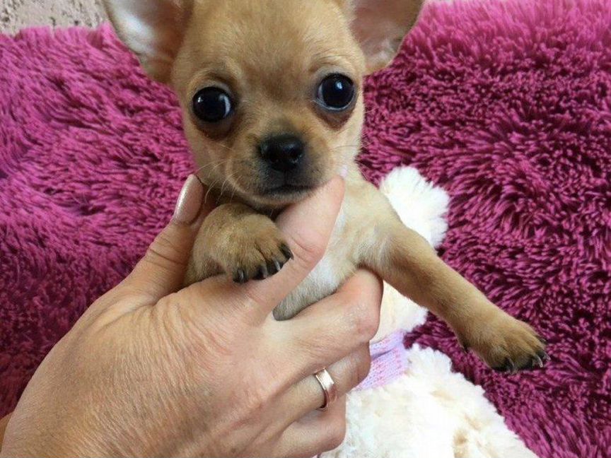 Щенки чихуахуа
