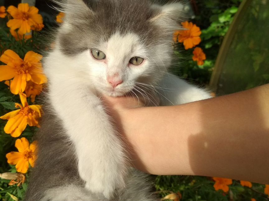 Котенок -Пухлик