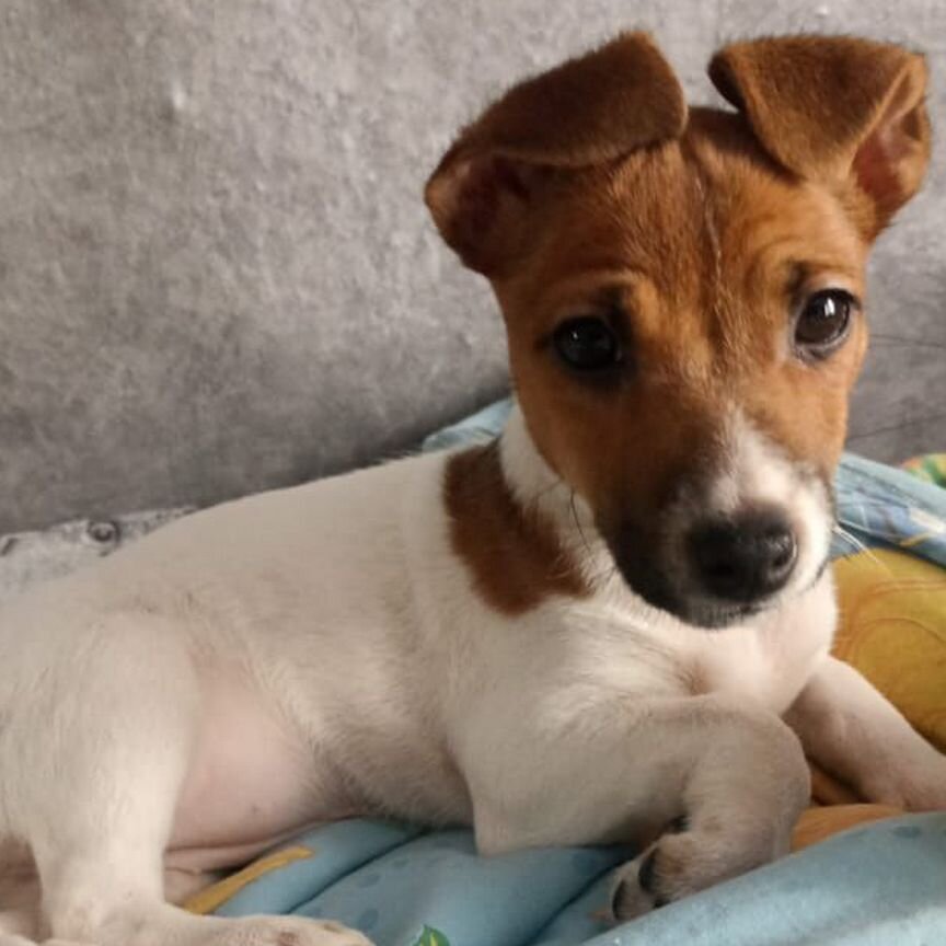 Джек-рассел-терьер, щенок