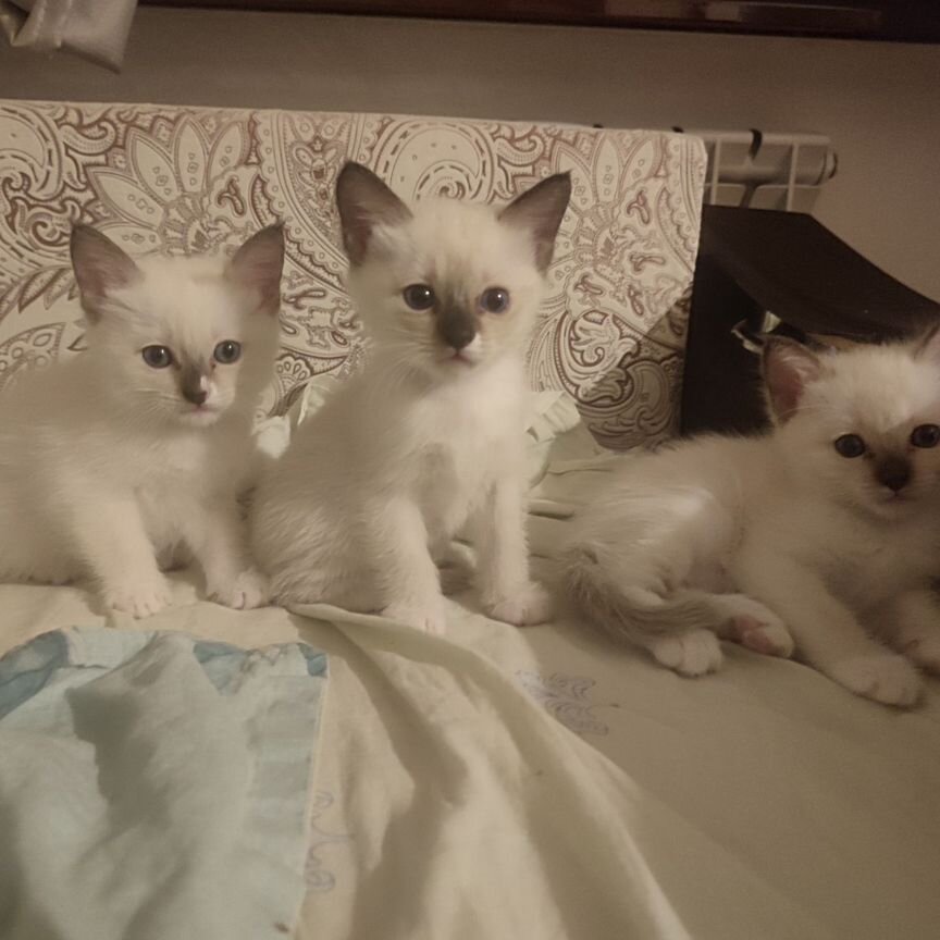 Тайские котята
