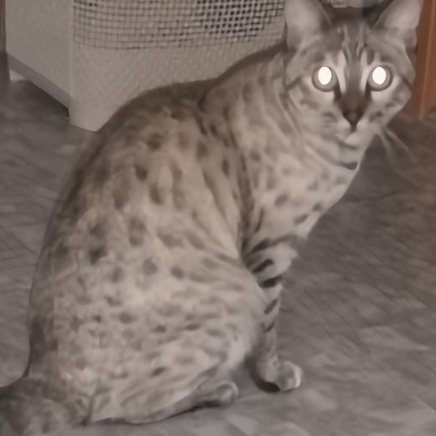 Бенгальская кошка, взрослая