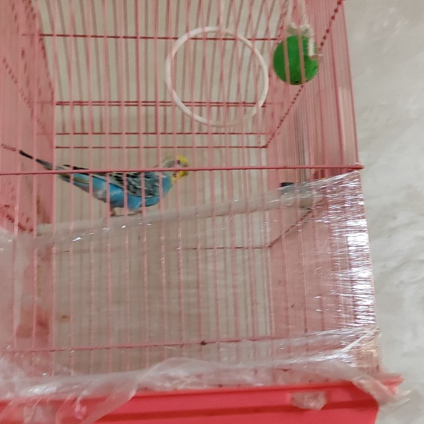 Волнистый попугай с клеткой