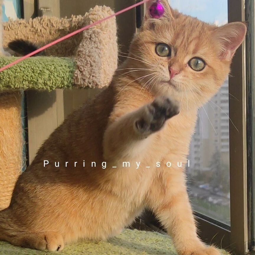 Золотой британский котик, 4 мес (папа ny12)