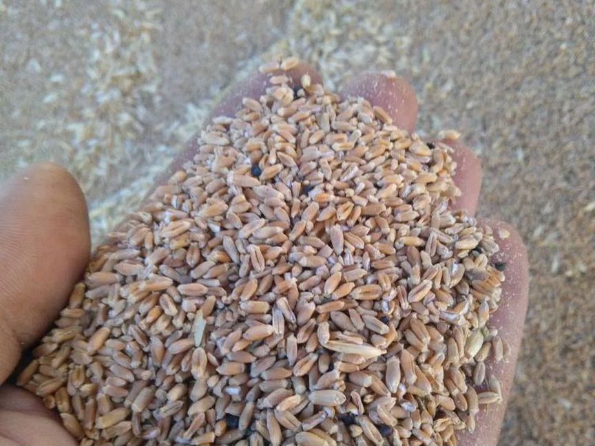 Семечко, Фуражный горох корма