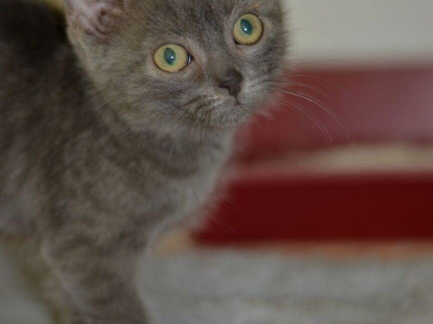 Малышка Крис ищет дом