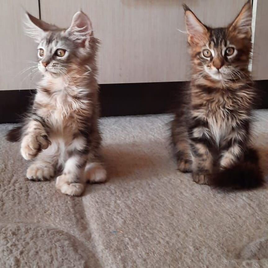 Мейн-кун полики