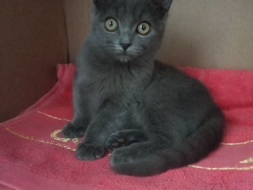 Котенок девочка