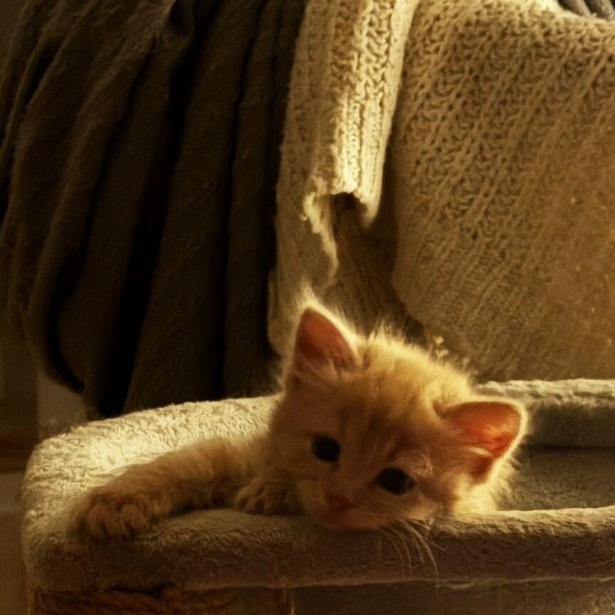 Котёнок в добрые руки