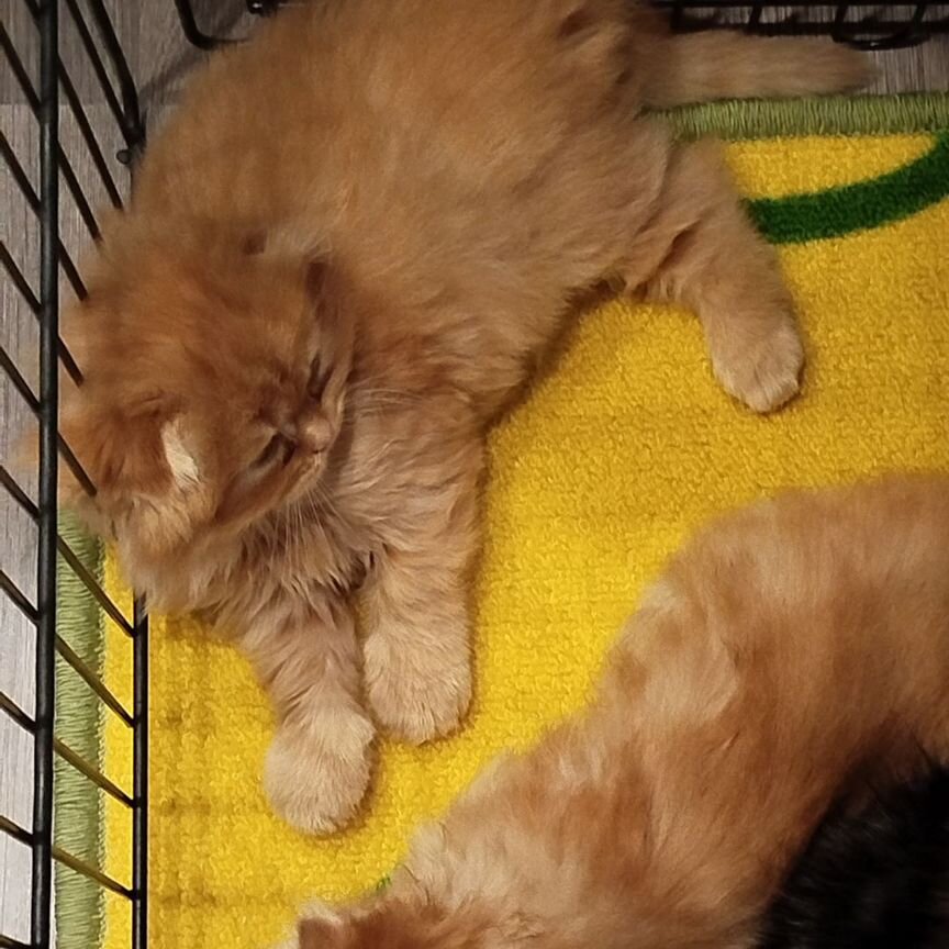 Шотландские котята