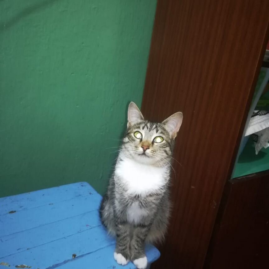 Кошка в добрые руки