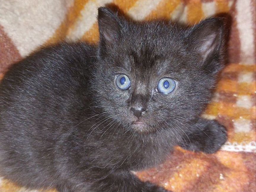 Кошка в дар бесплатно