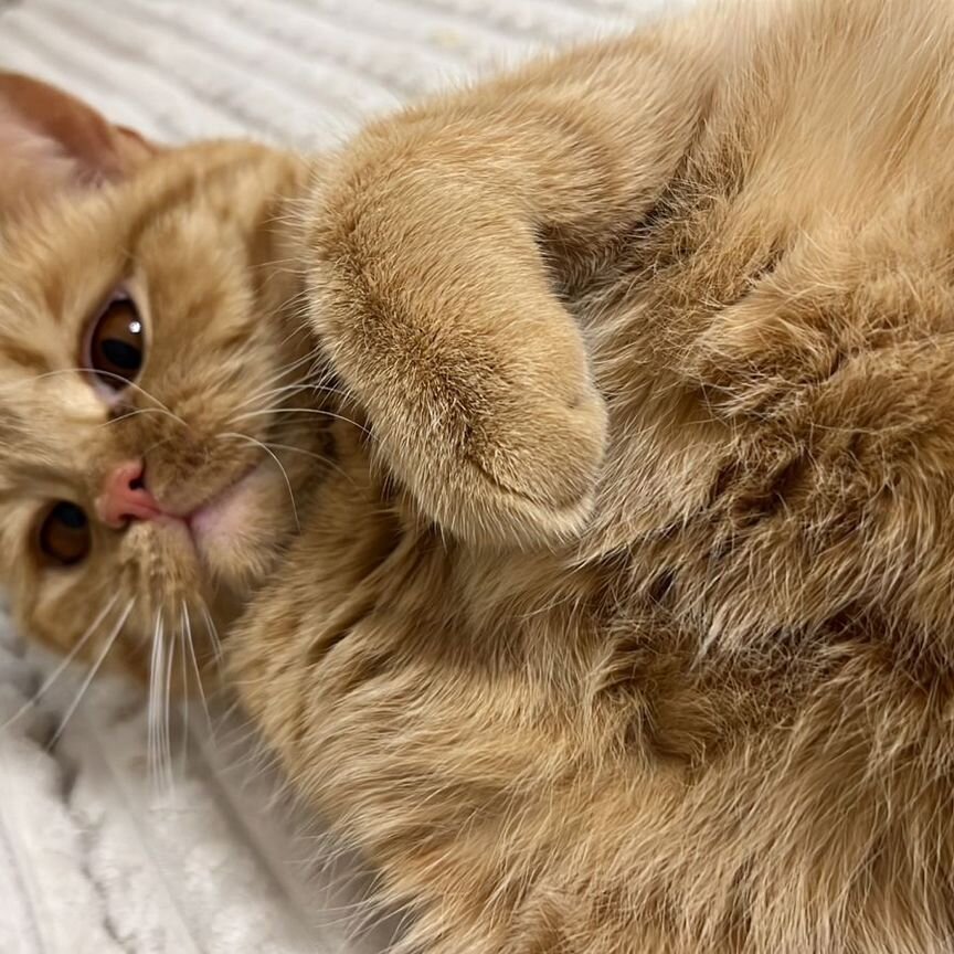 Рыжая кошка Скотиш Фолд