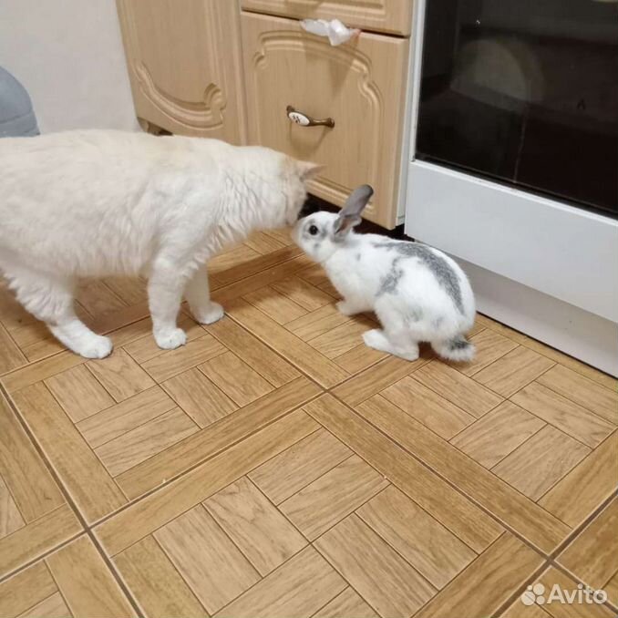 Продаётся декоративный кролик