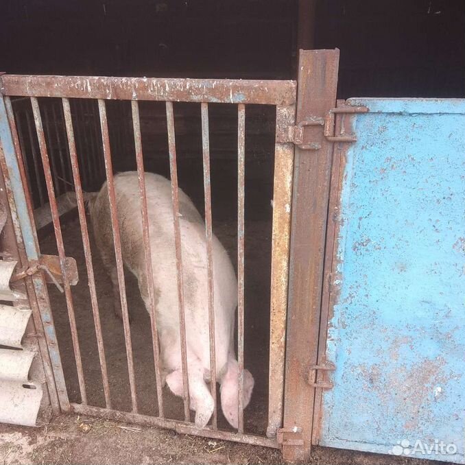 Хряк на племя