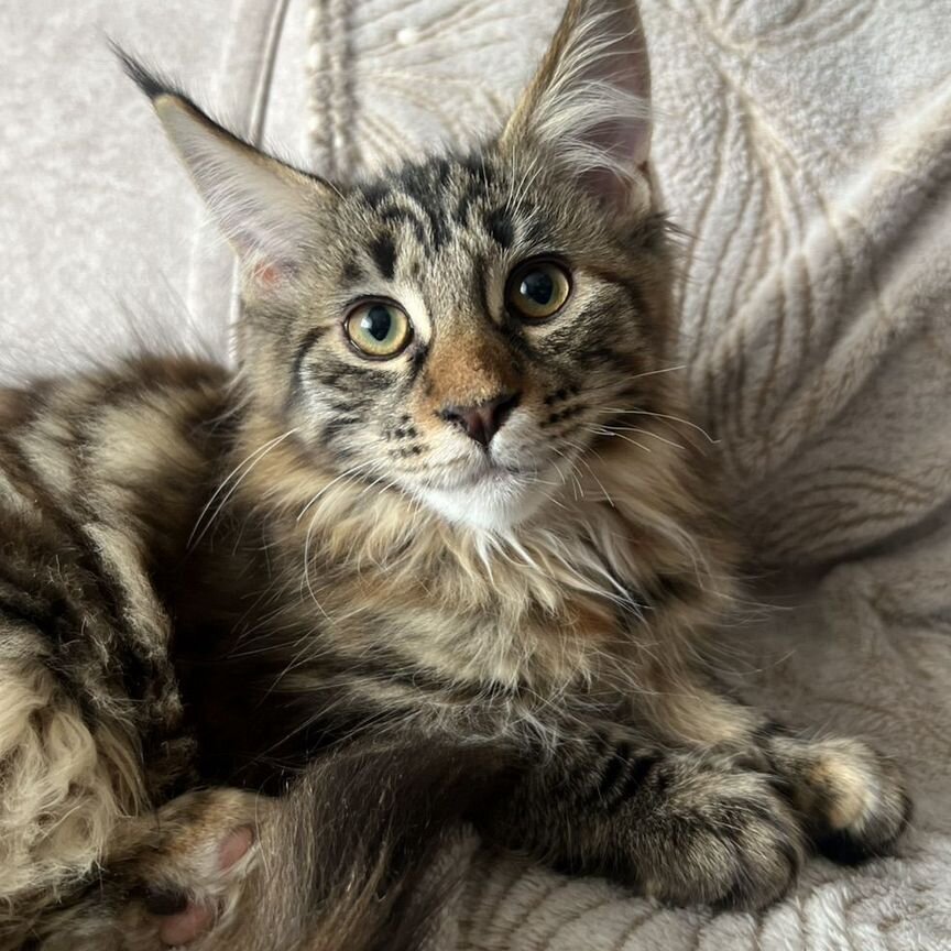 Мейн-кун котёнок