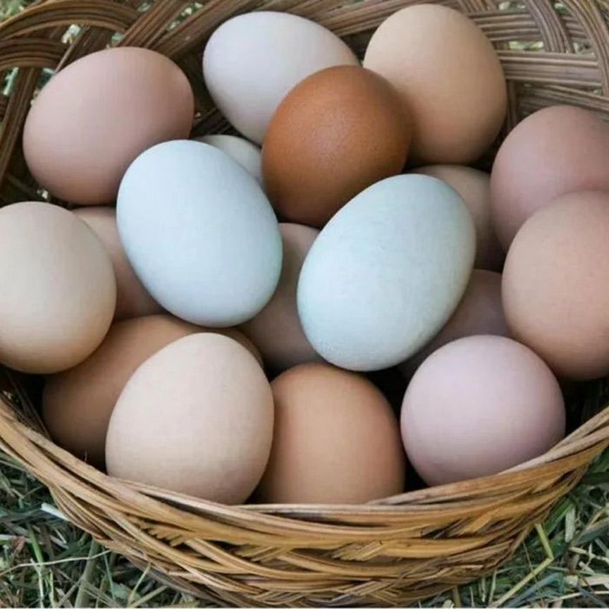 Инкубационное яйцо