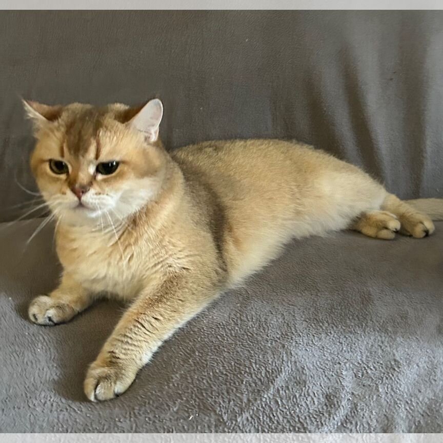 Шотландская кошечка