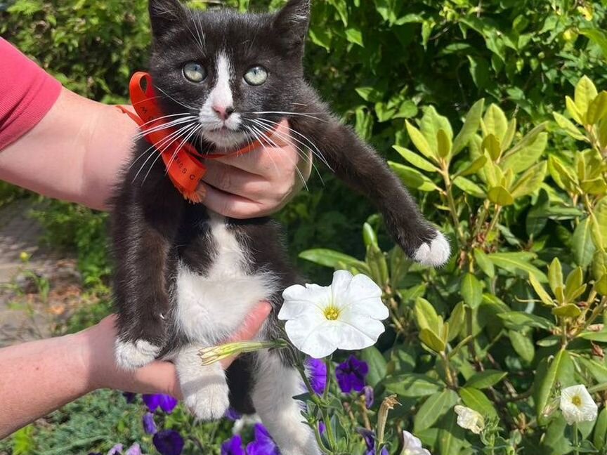 Котёнок Малыш ищет дом