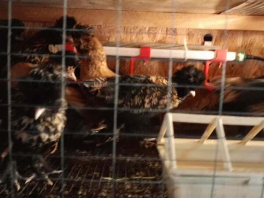 Куры павловские золото