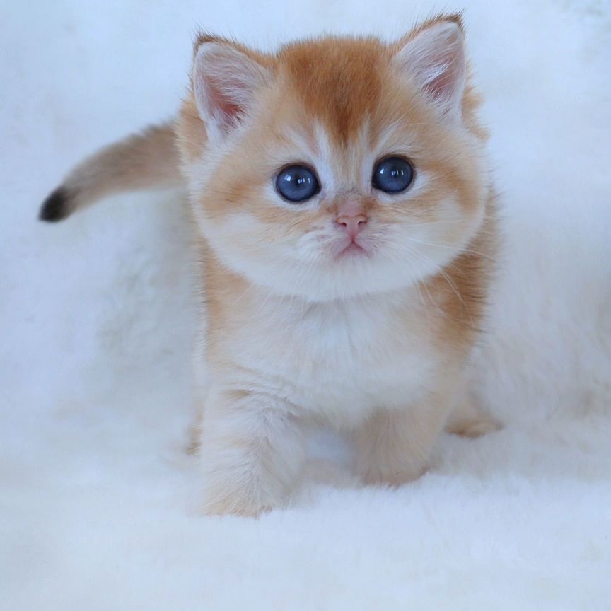 Британские котята золотая шиншилла