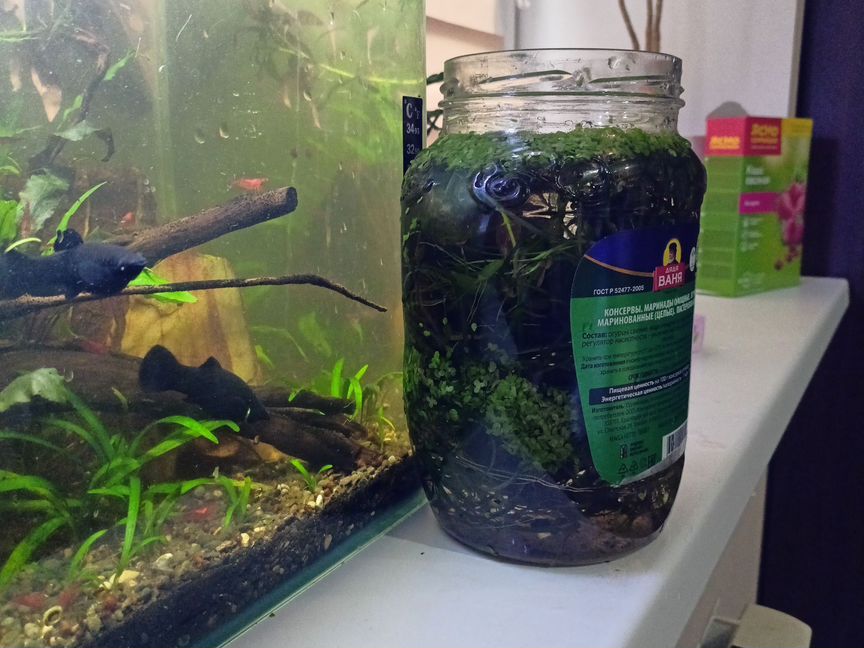 Аквариумные растения бесплатно