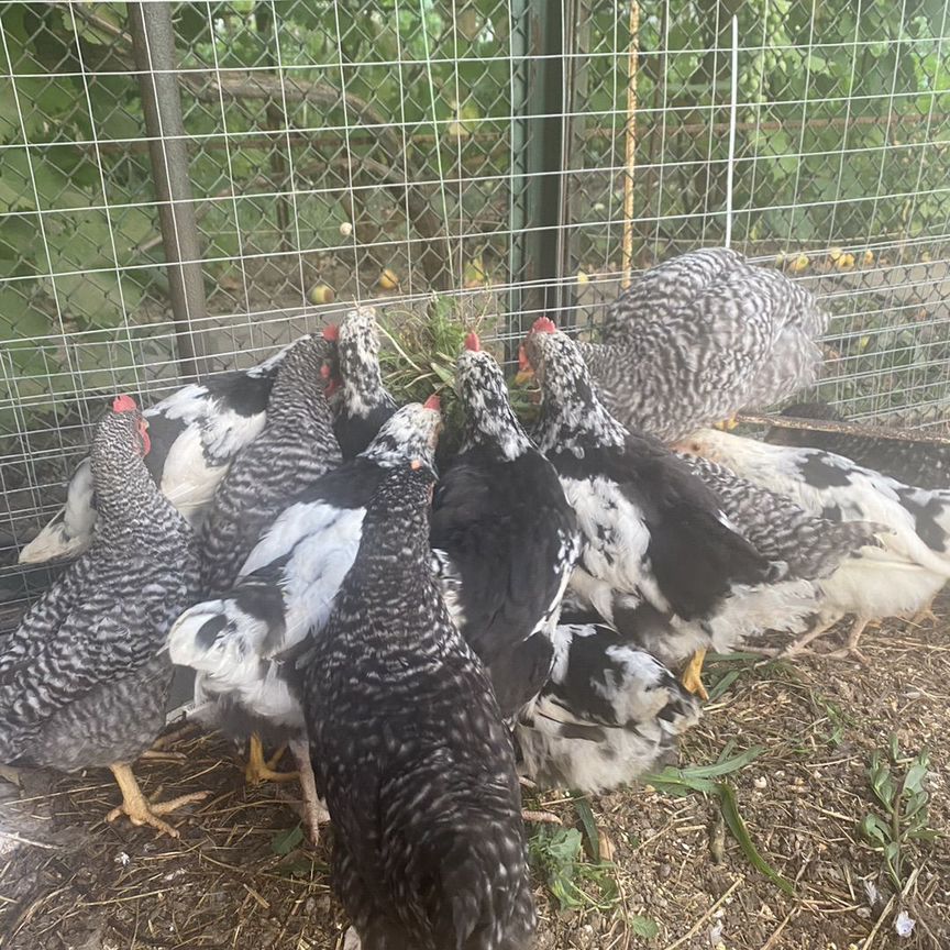 Молодые петухи, порода плимутрок, австролоп