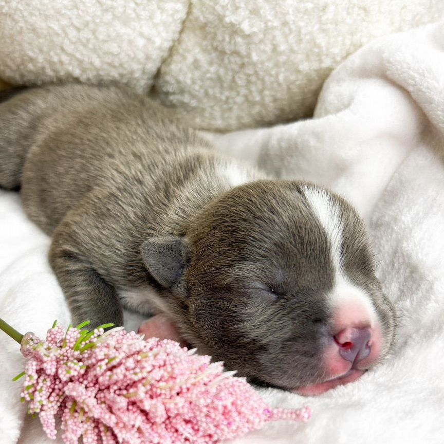 Американский стаффордширский терьер, щенок