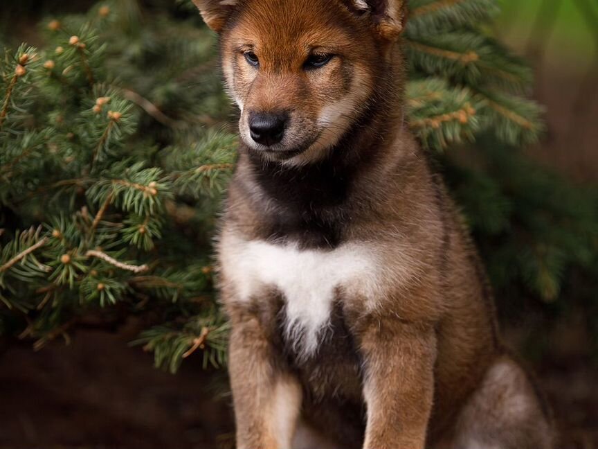 Щенки сиба ину окрасом сезам